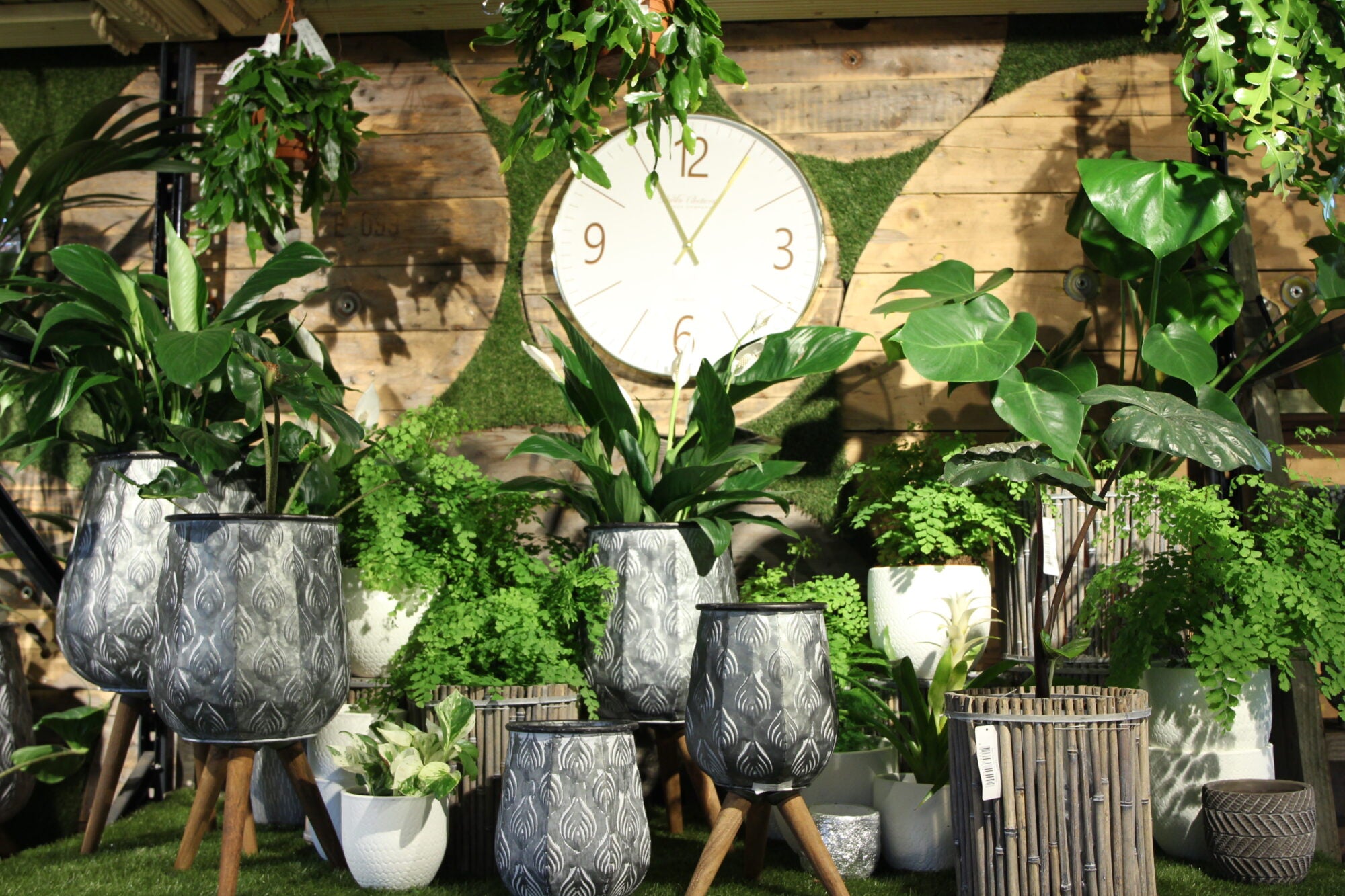 Indoor Ferns – Windyridge Garden Centre