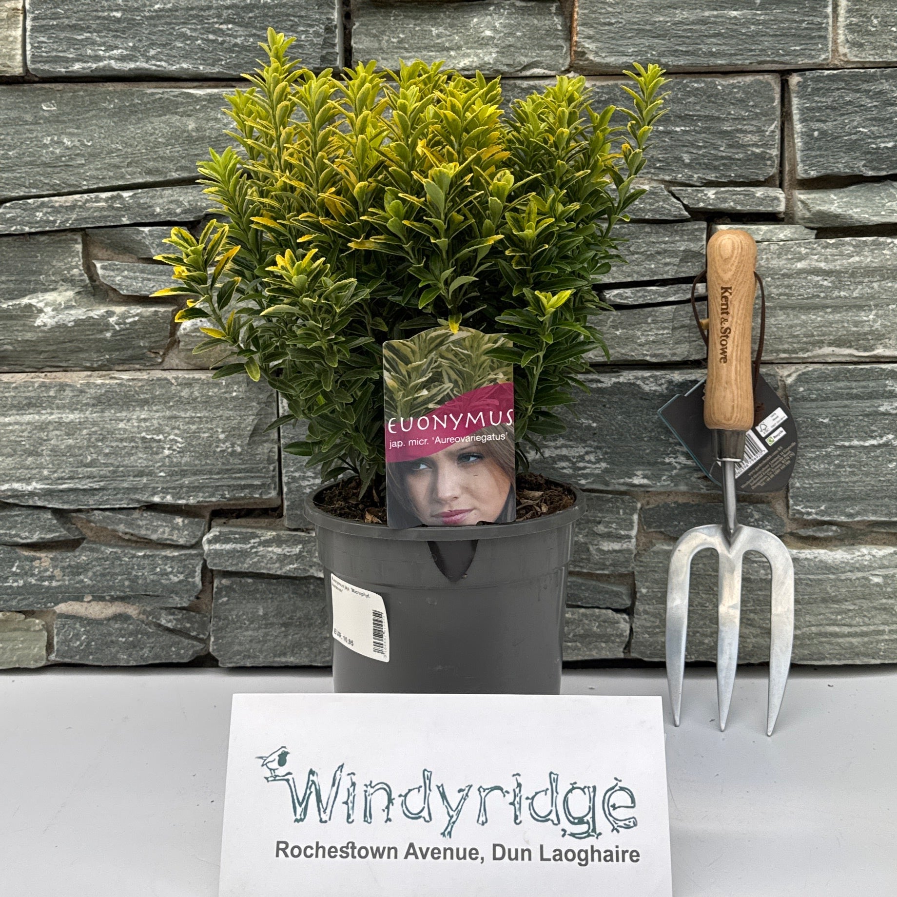 Euonymus jap. Microphyl. Aureovar – Windyridge Garden Centre