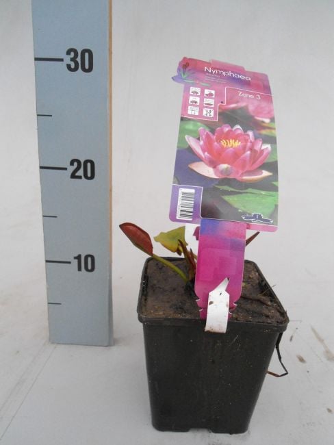 Nymphaea Attraction P11 – Windyridge Garden Centre