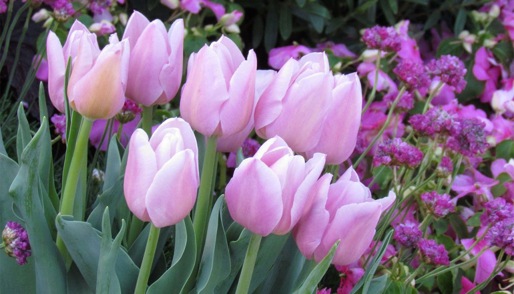 Making the most of spring bulbs – Windyridge Garden Centre