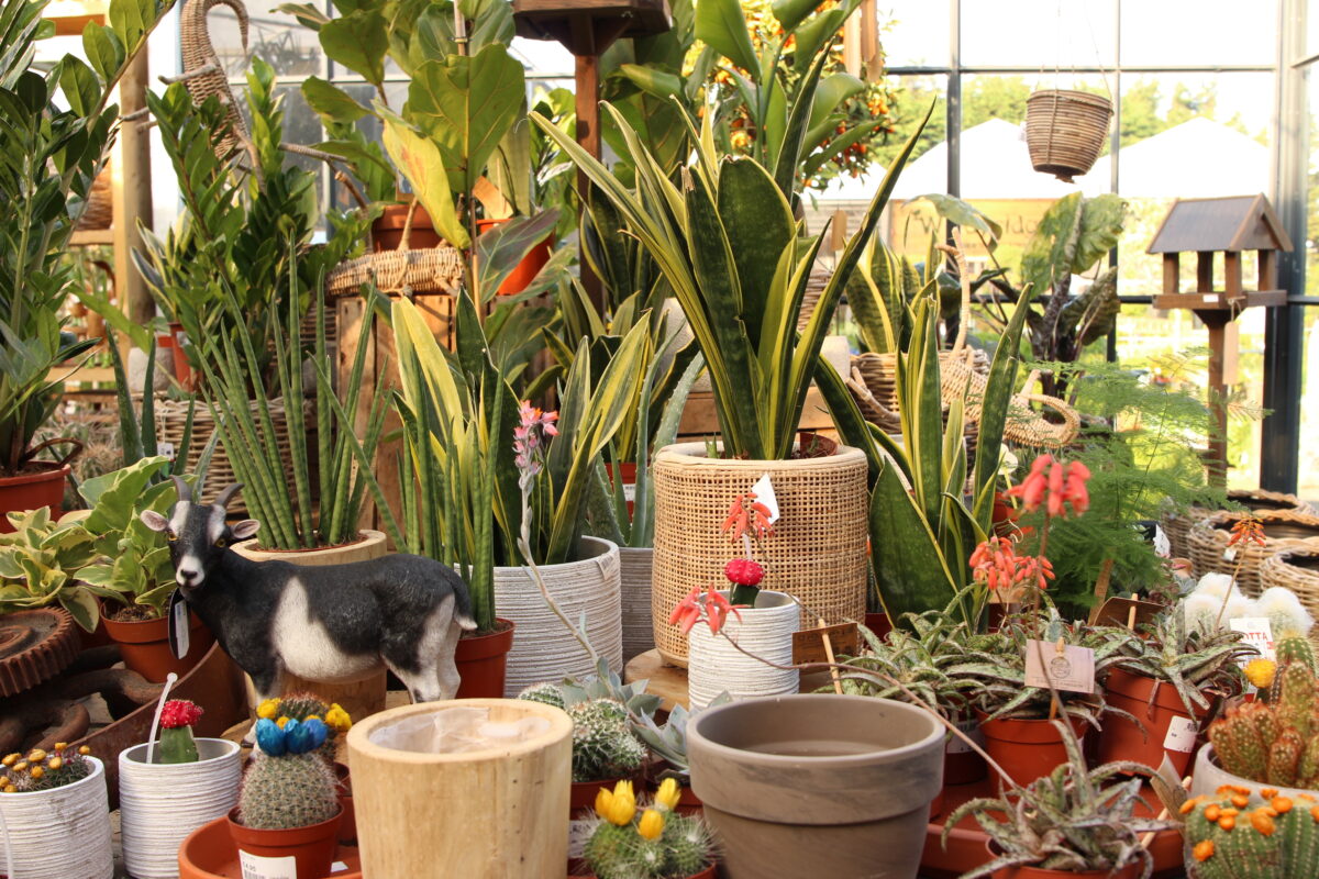 Underrated Indoor Plants – Windyridge Garden Centre