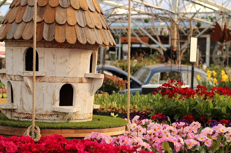 Alpines: When tiny blooms make the show, for a spring bursting with co ...