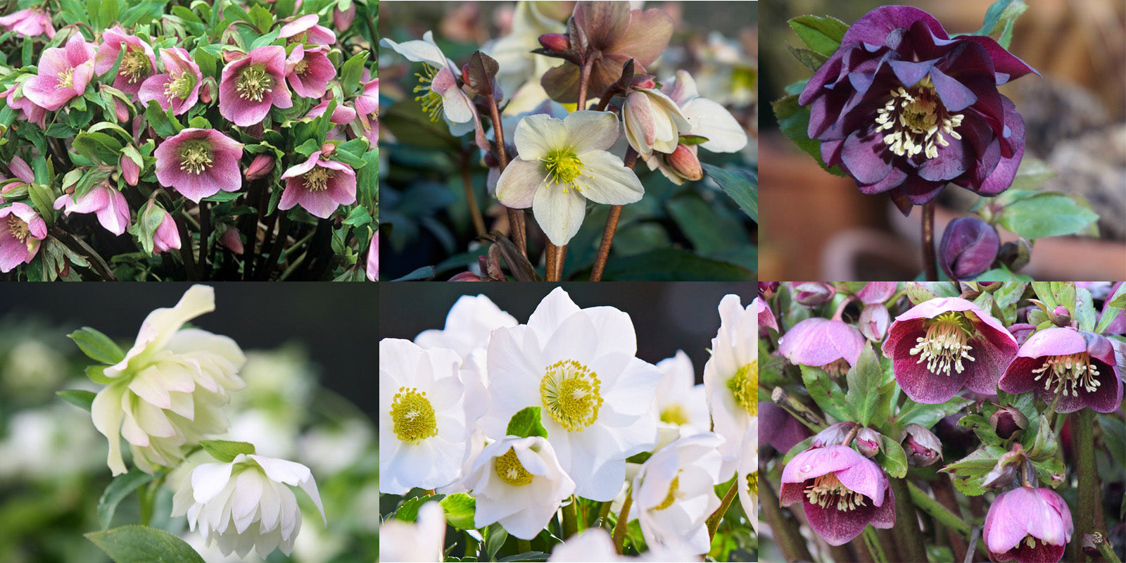 Helleborus: Lenten Roses, Snow Roses or Christmas Roses for Winter Col ...