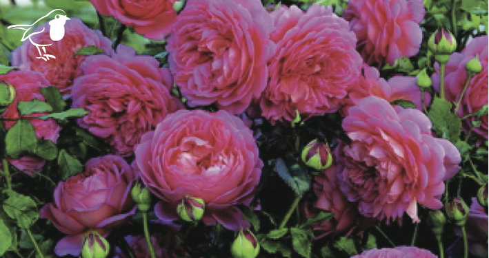 Floribundas – Windyridge Garden Centre