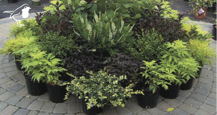 Shrubs A-Z – Windyridge Garden Centre