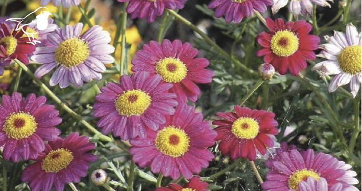 Shrubs – Windyridge Garden Centre