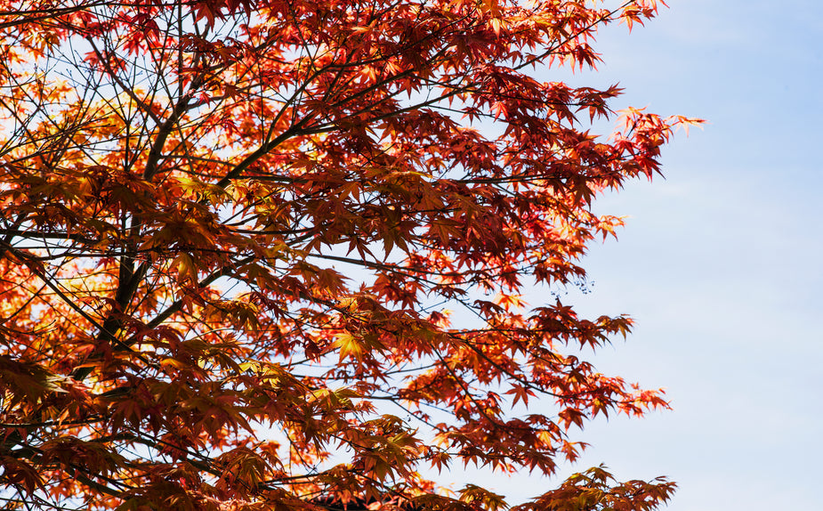Japanes Maples/Acer – Windyridge Garden Centre
