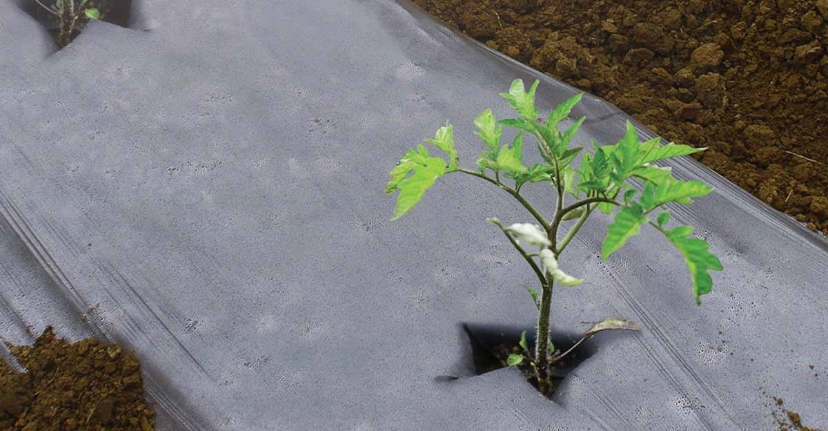 Ground Cover Fabrics & Windbreak – Windyridge Garden Centre