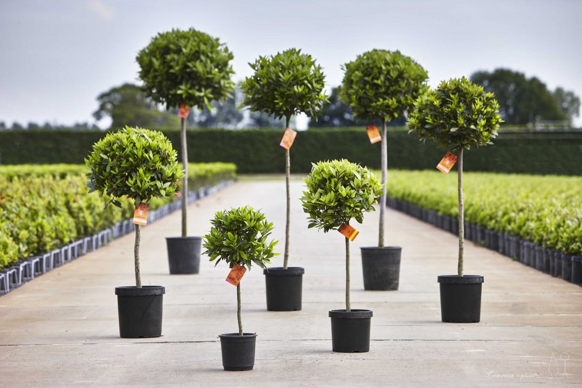 Standard Trees – Windyridge Garden Centre