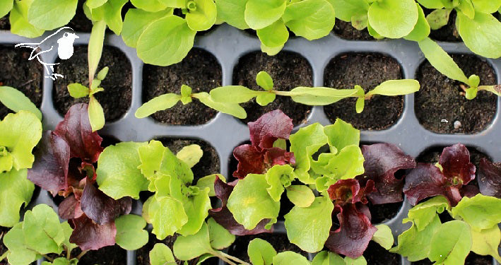 Veg Packs – Windyridge Garden Centre