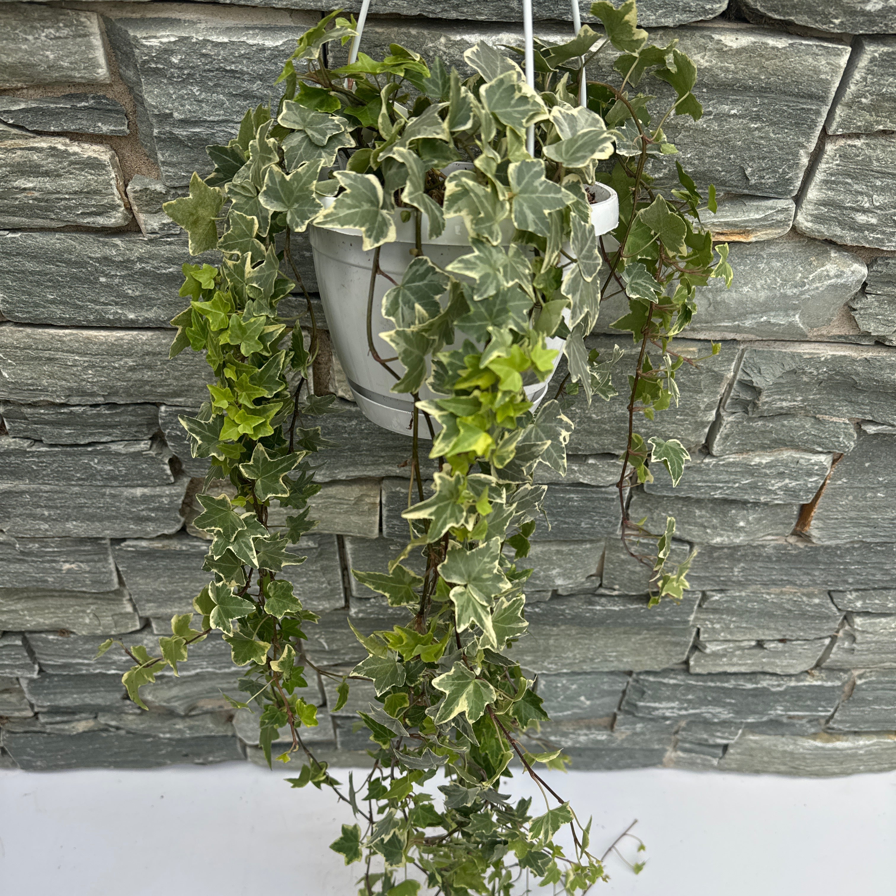 Hedera hel. Eva P17 hang potlong trails – Windyridge Garden Centre