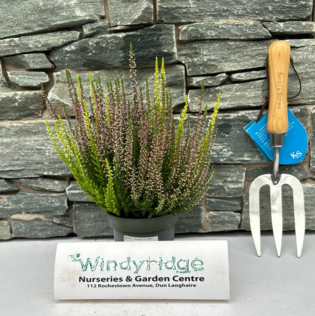Calluna vulgaris Milca trio P11 – Windyridge Garden Centre