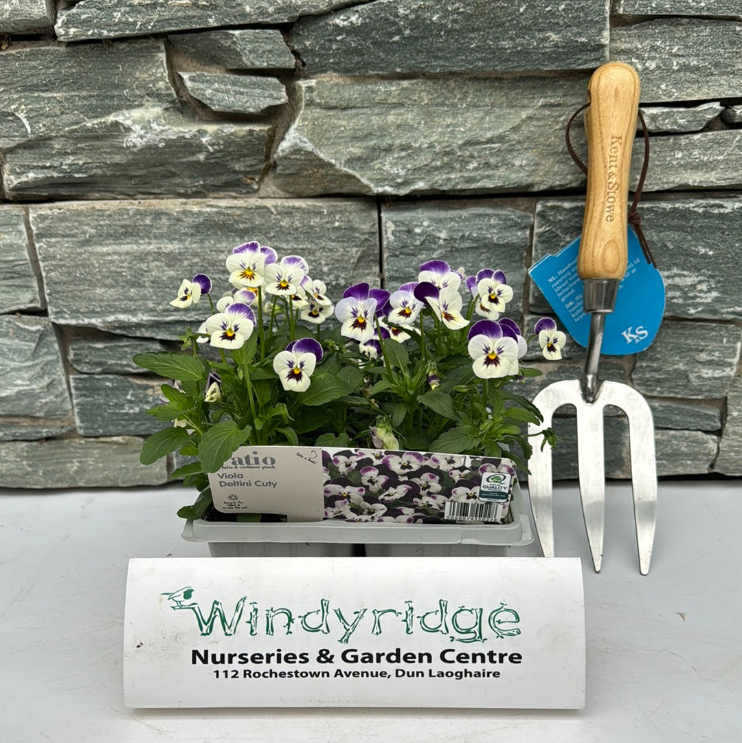 Viola 6 Packs – Windyridge Garden Centre
