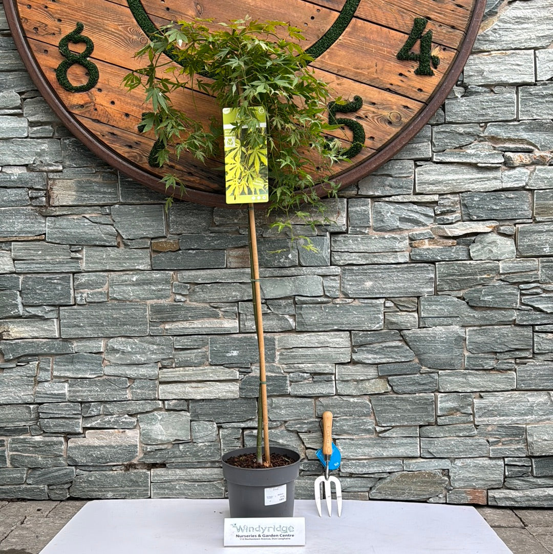 Acer palm. Cascade Emerald – Windyridge Garden Centre