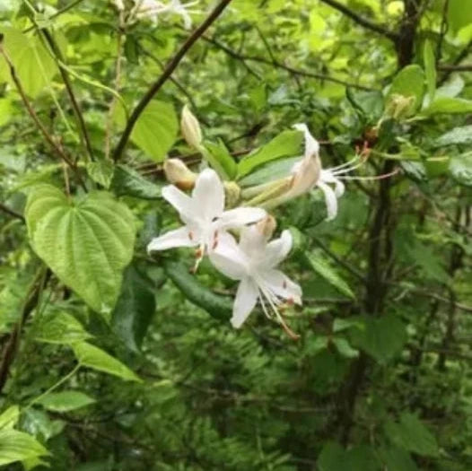 AZALEA HYBRID VISCOSA – Windyridge Garden Centre