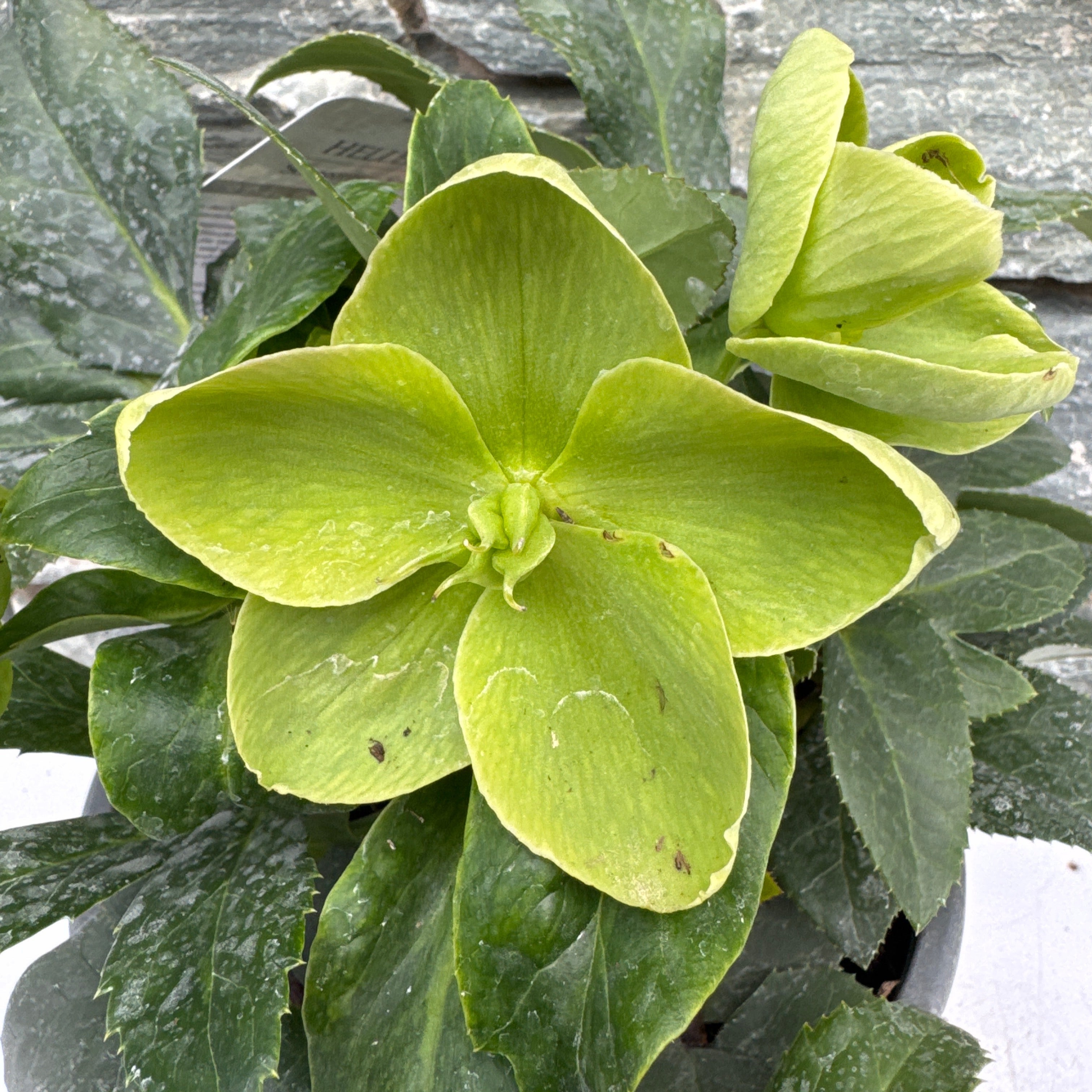 Helleborus Ice Breaker Max – Windyridge Garden Centre