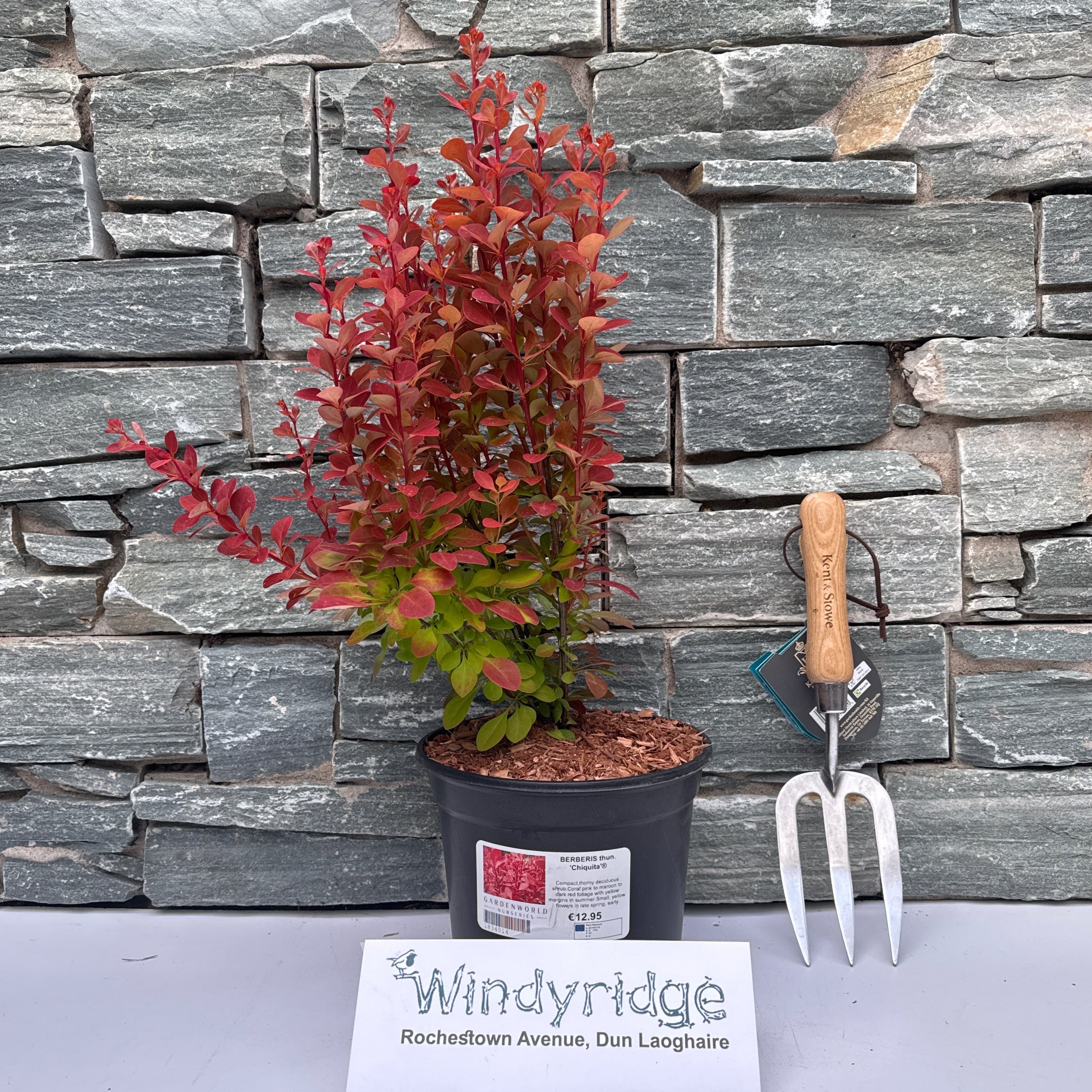 BERBERIS thun. Chiquita – Windyridge Garden Centre