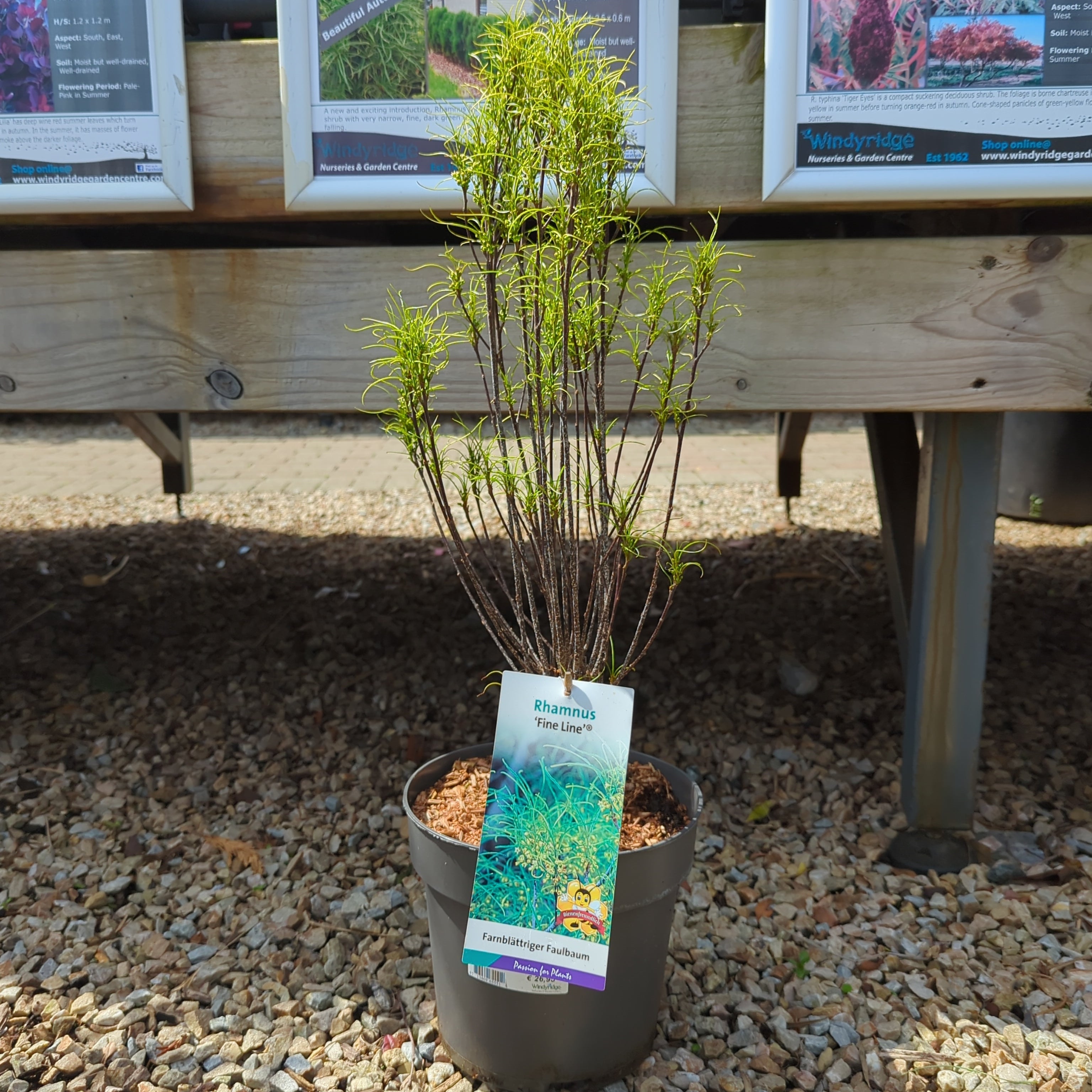 Frangula alnus Fine Line 5 Ltr pot – Windyridge Garden Centre