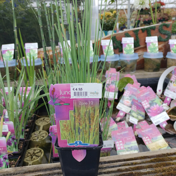 Hard Rush (Juncus Inflexus) – Windyridge Garden Centre