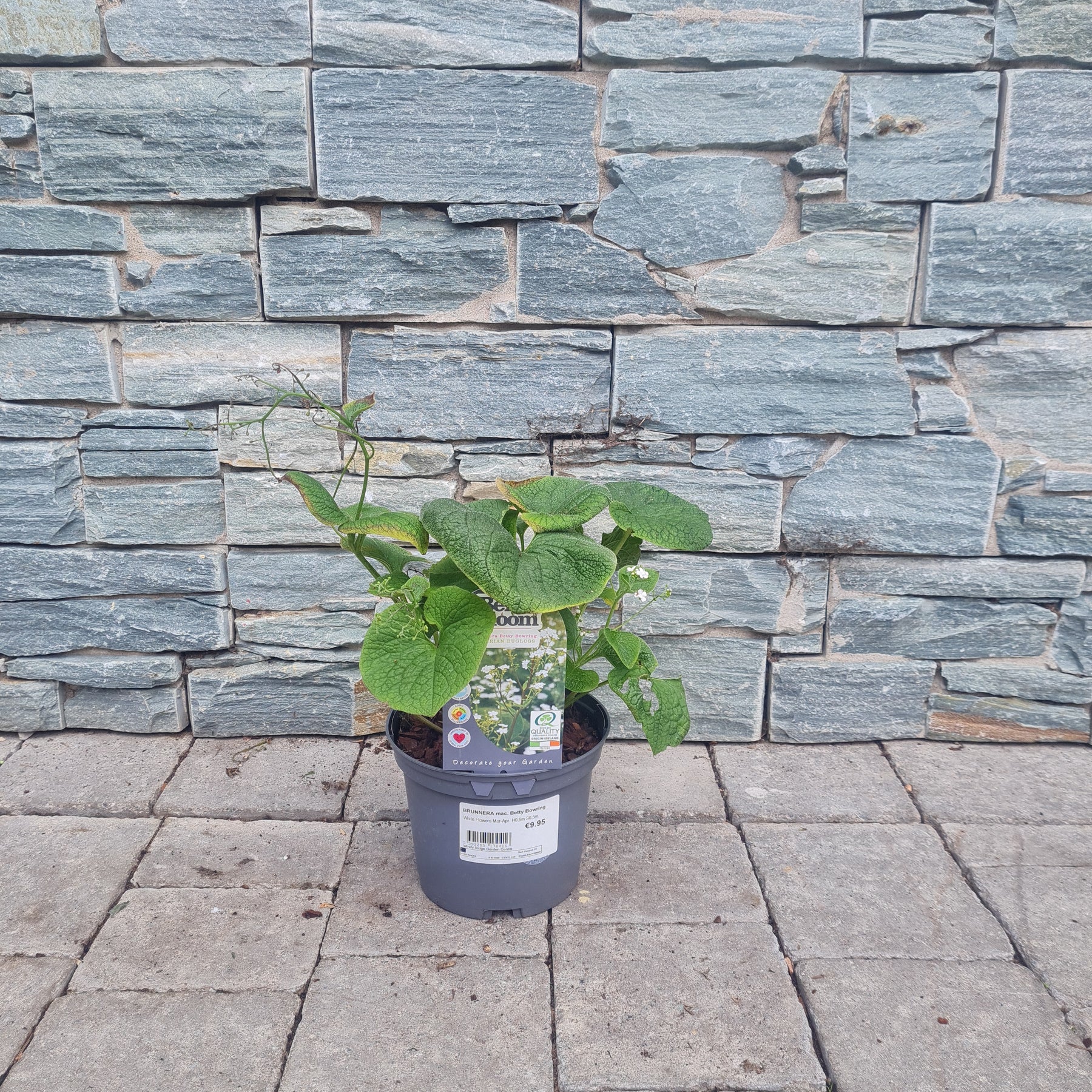 White Siberian Bugloss Brunnera Macrophylla Betty Bowring (2Ltr Pot ...