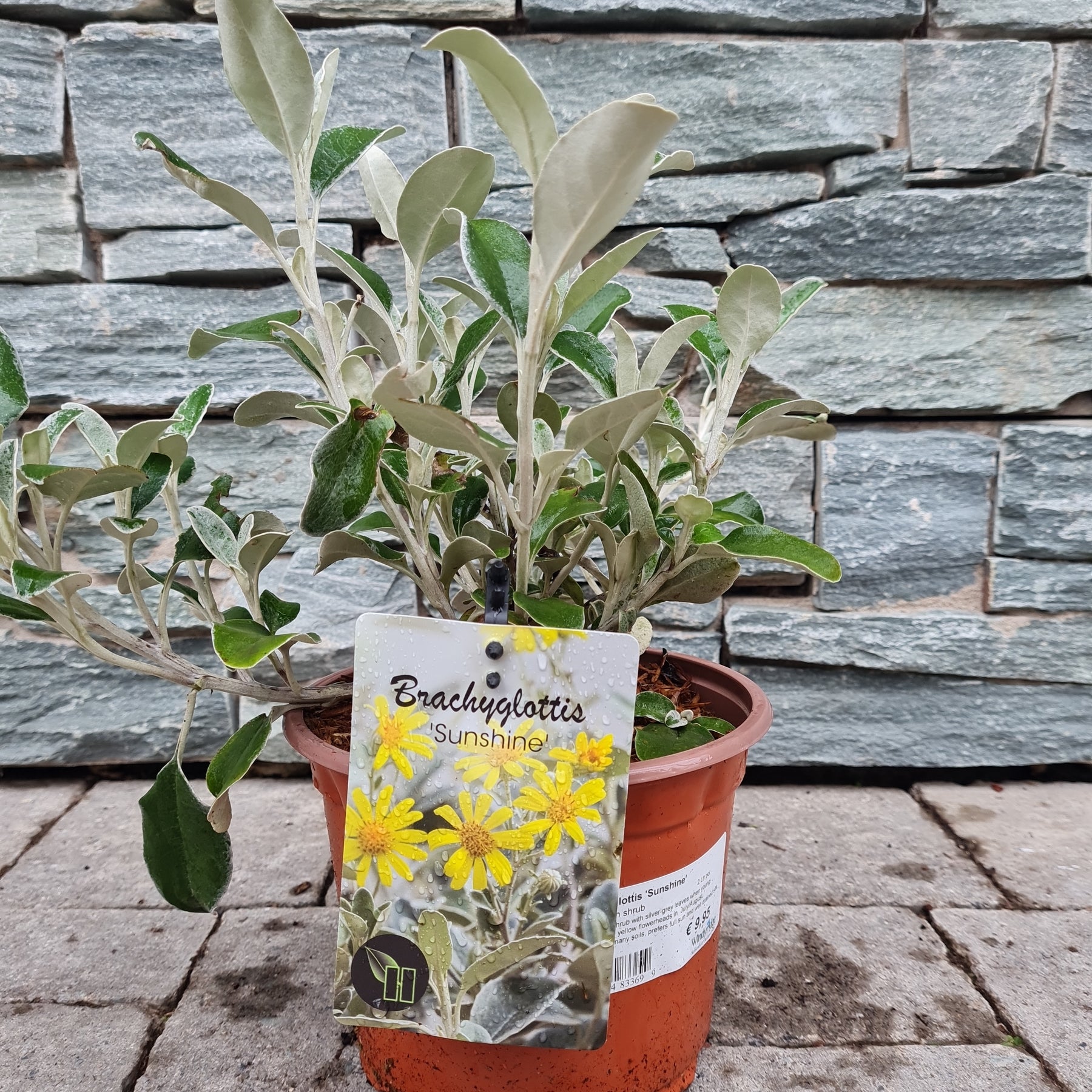 Brachyglottis Sunshine 2 Ltr pot – Windyridge Garden Centre