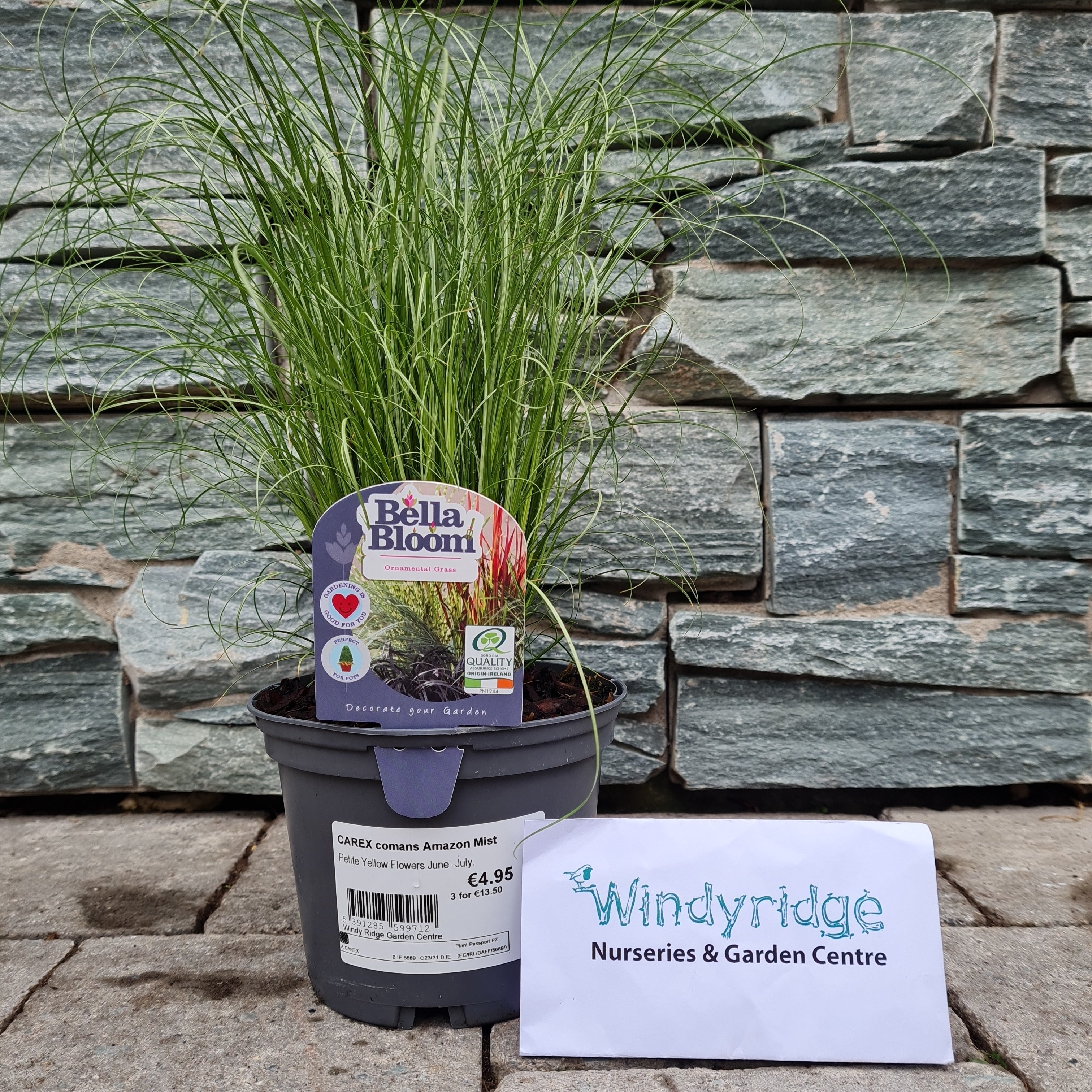 CAREX Amazon Mist – Windyridge Garden Centre