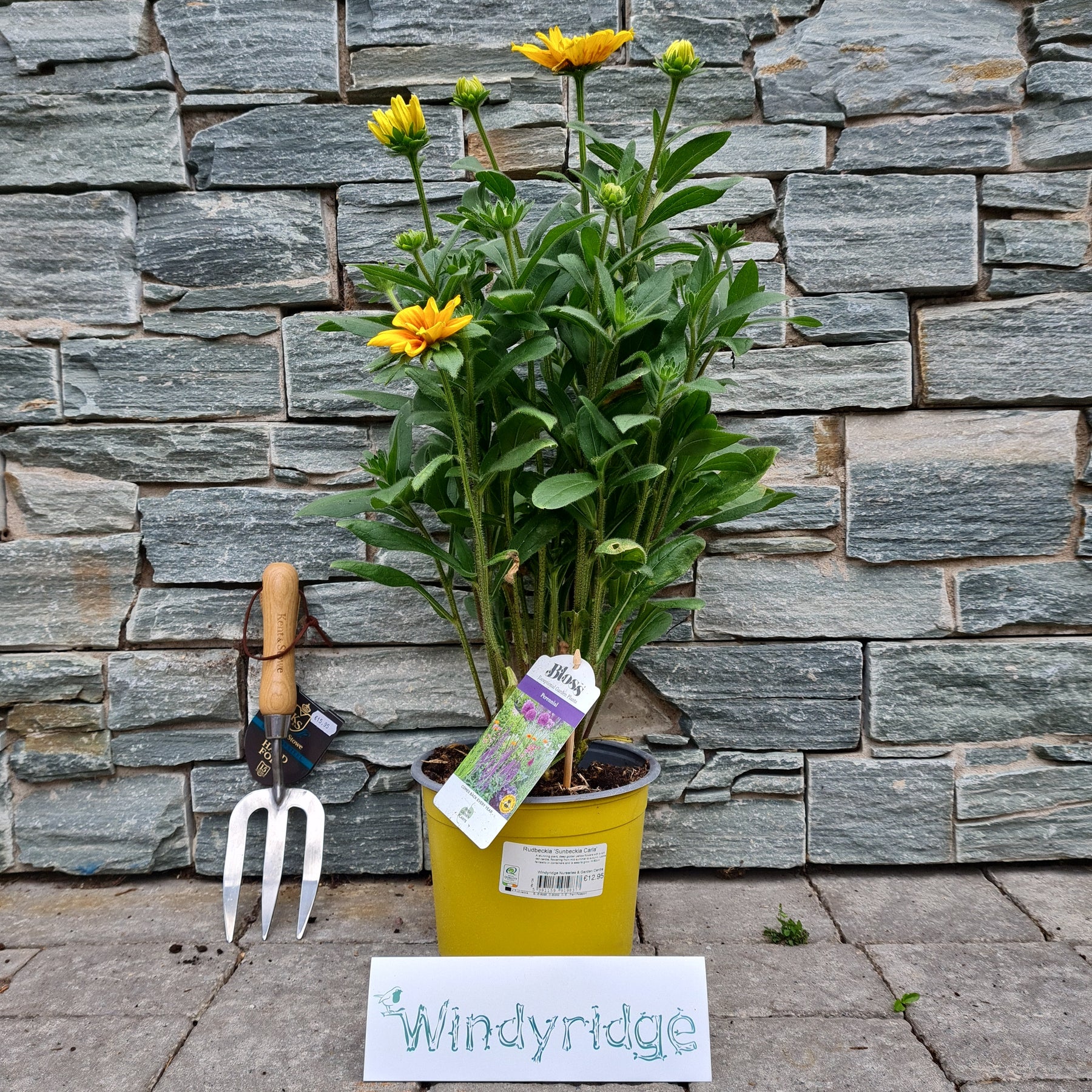 Rudbeckia Sunbeckia Carla – Windyridge Garden Centre