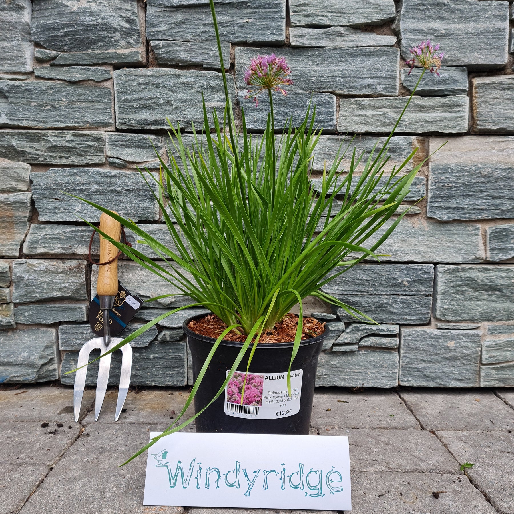 ALLIUM Avatar – Windyridge Garden Centre