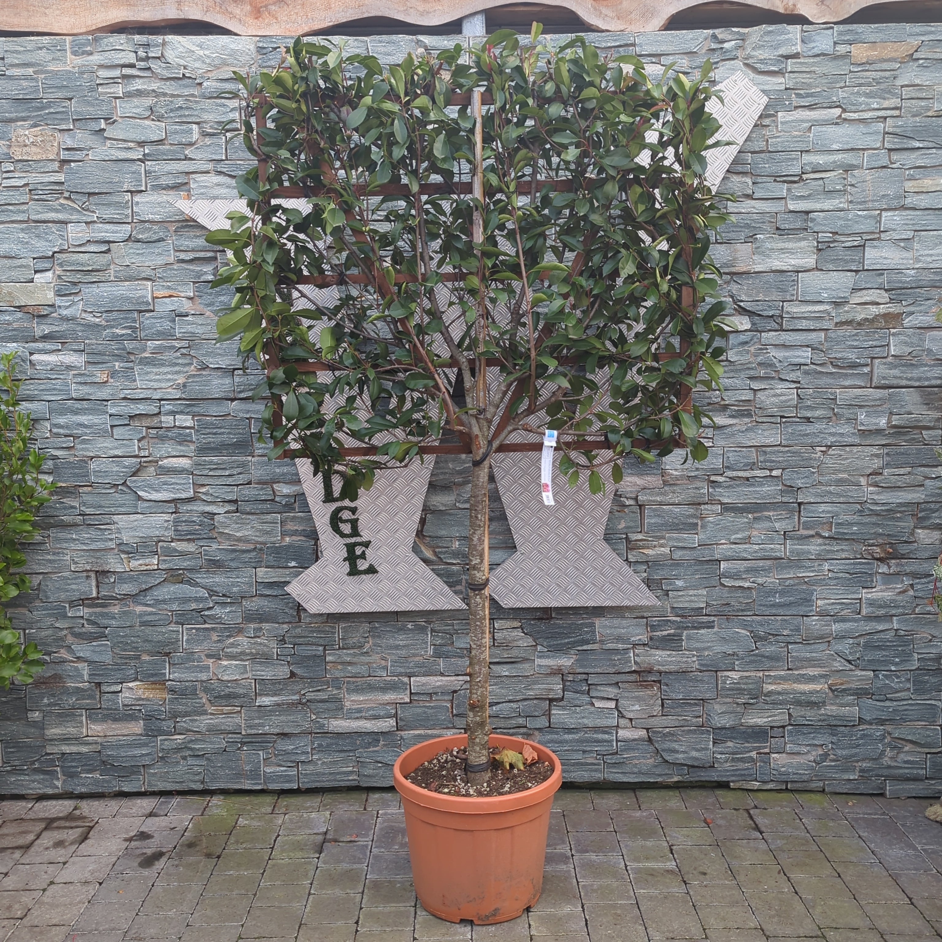 PHOTINIA SERR. RED ROBIN CLT 55 CIRC. TR. 11 - 13 CM 1/2 STD SPALL. LE ...