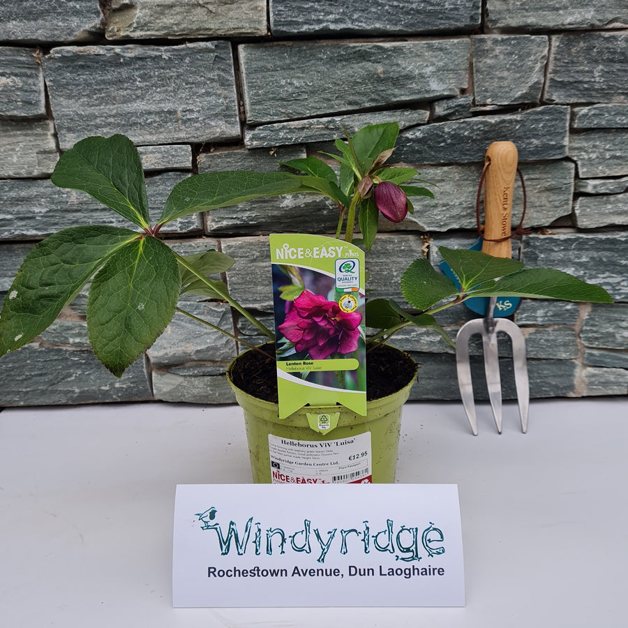 Helleborus ViV Luisa – Windyridge Garden Centre