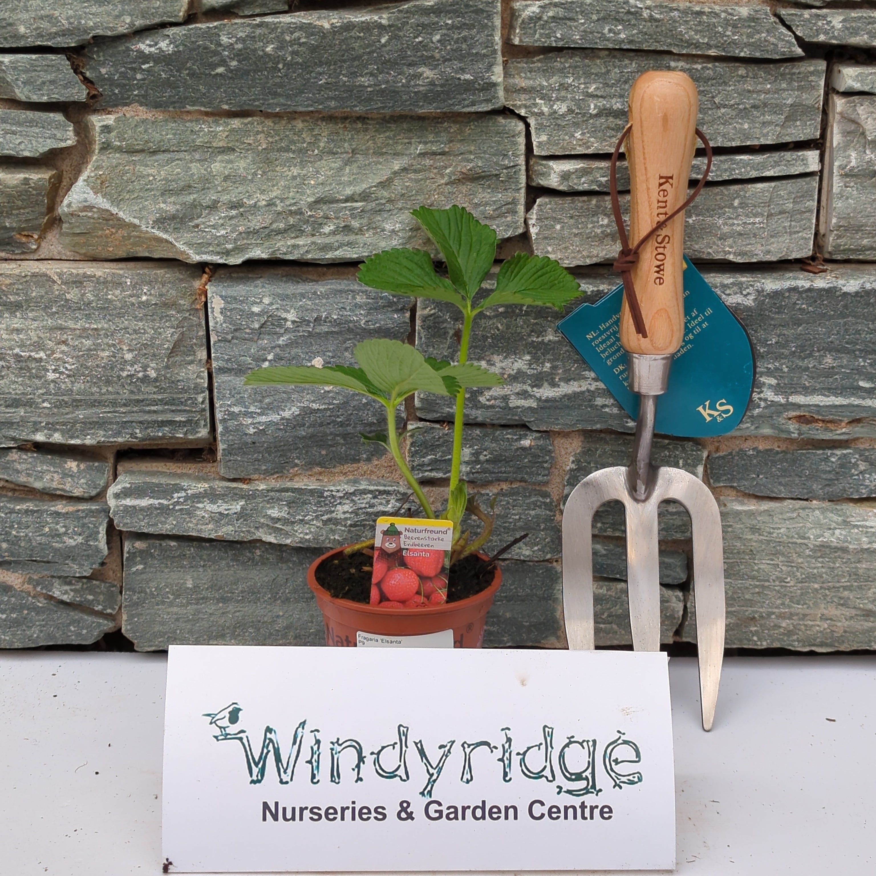 Fragaria Elsanta – Windyridge Garden Centre