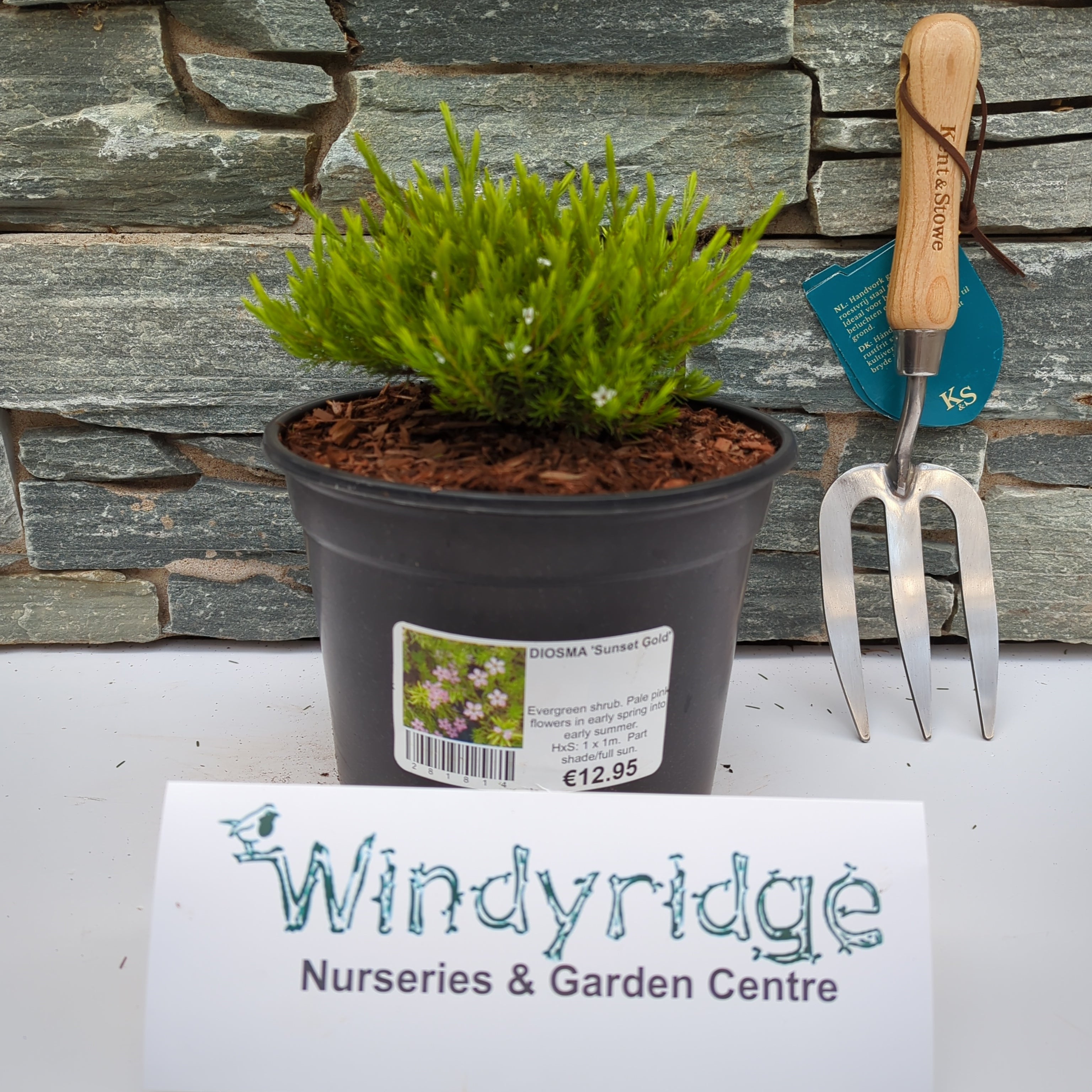 Buy Diosma Sunset Gold Online | Windyridge Garden Centre – Windyridge ...