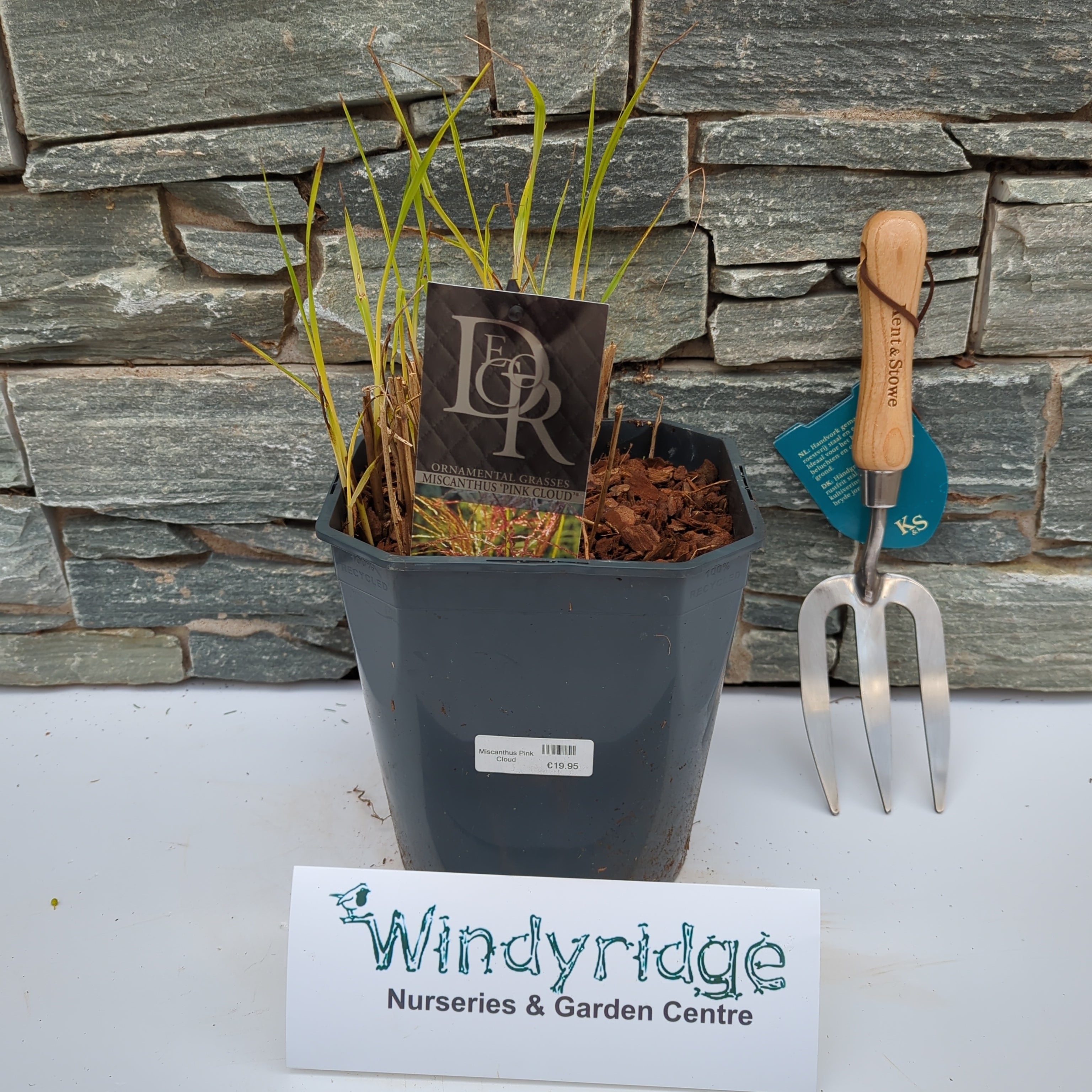 Miscanthus Pink Cloud – Windyridge Garden Centre