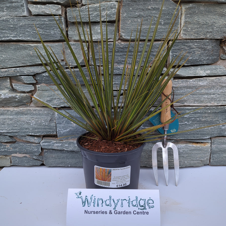 LIBERTIA Sunset Strain – Windyridge Garden Centre