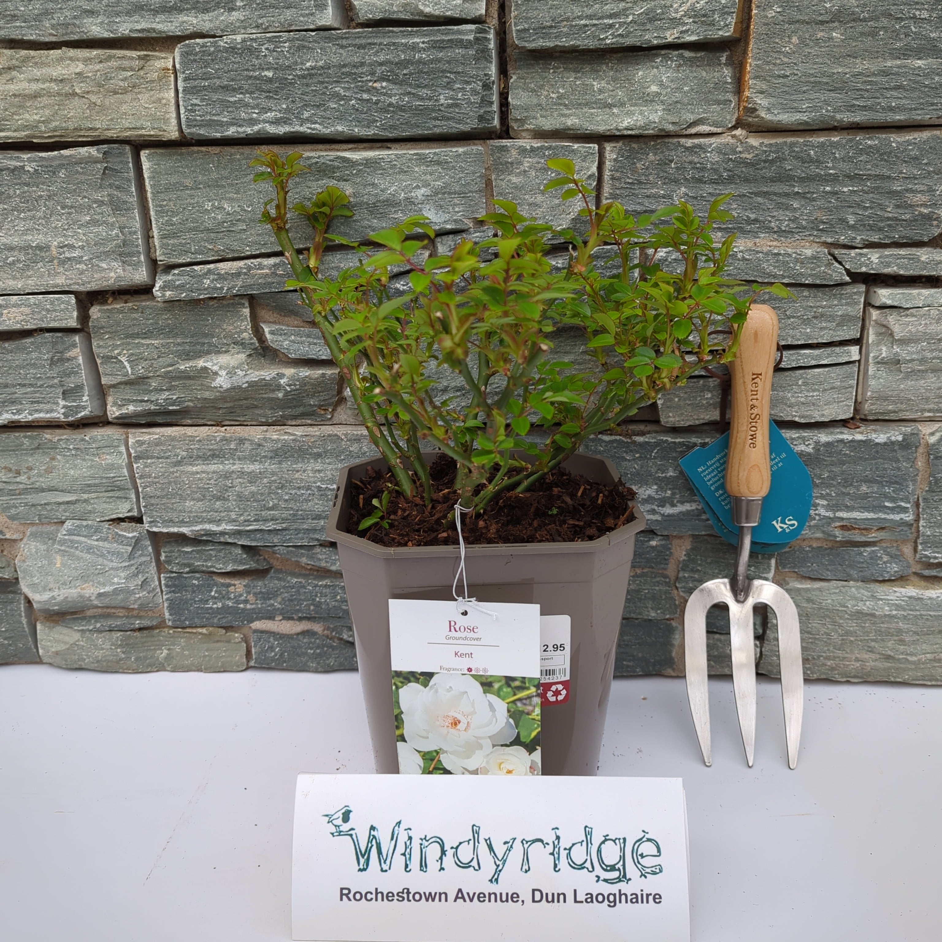 Rosa Kent – Windyridge Garden Centre