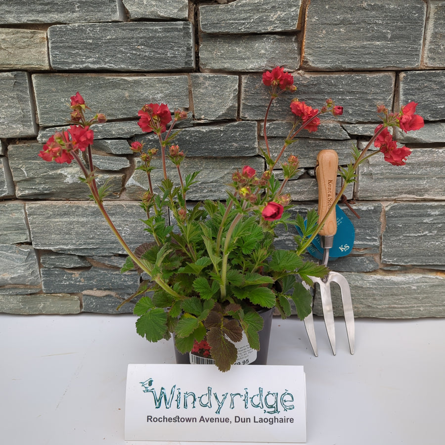 GEUM Fiery Tempest 2lt – Windyridge Garden Centre