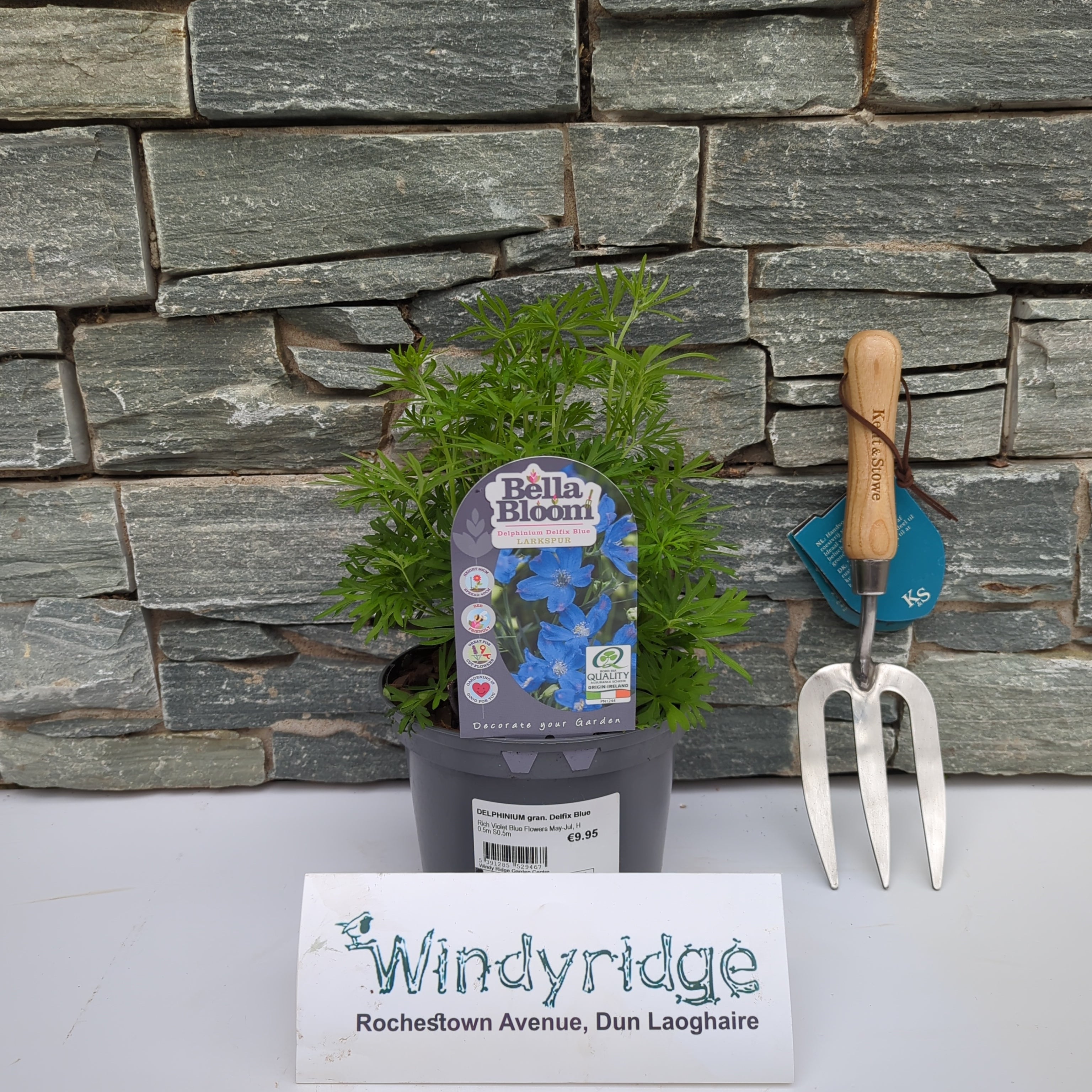 DELPHINIUM gran. Delfix Blue – Windyridge Garden Centre
