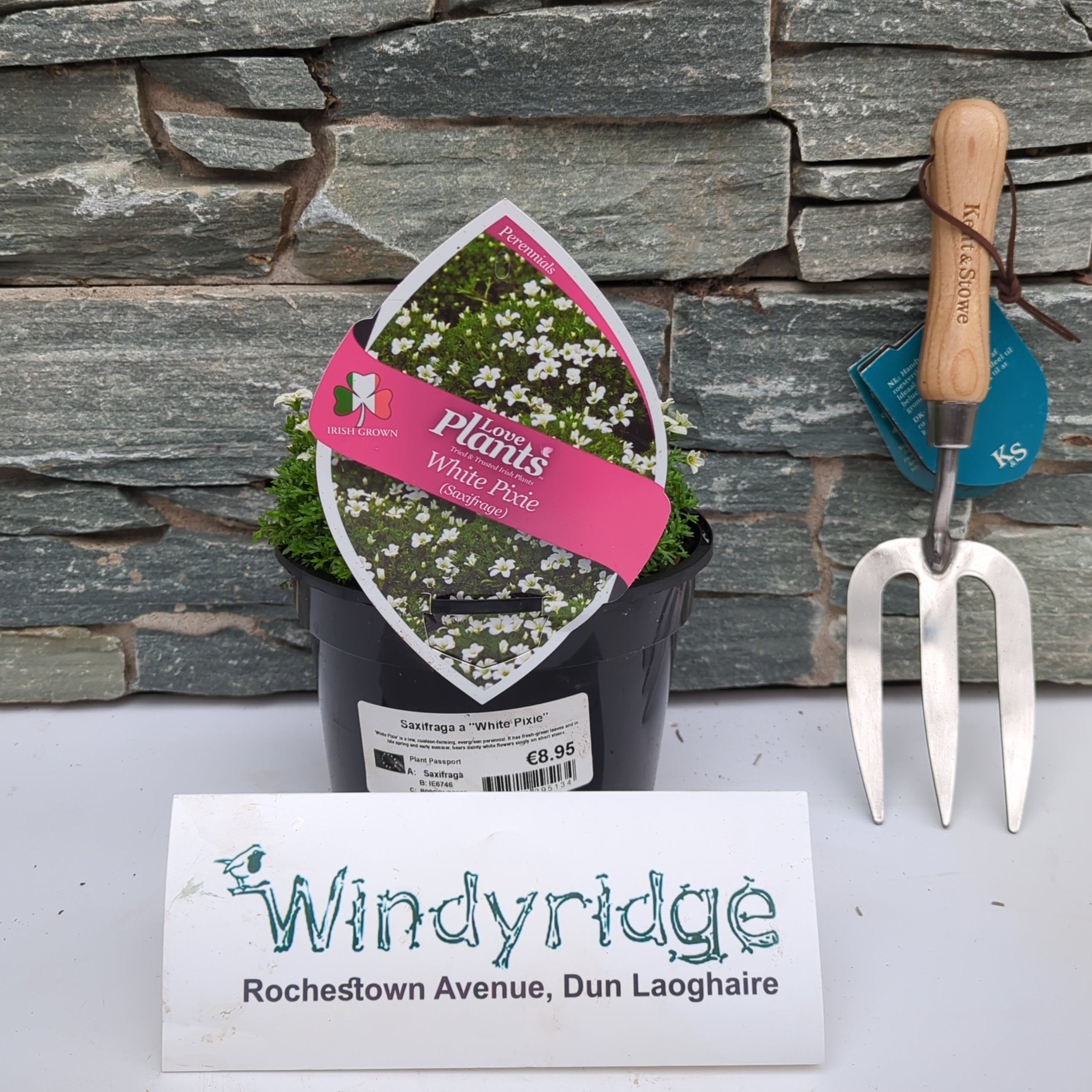 Saxifraga Albus – Windyridge Garden Centre