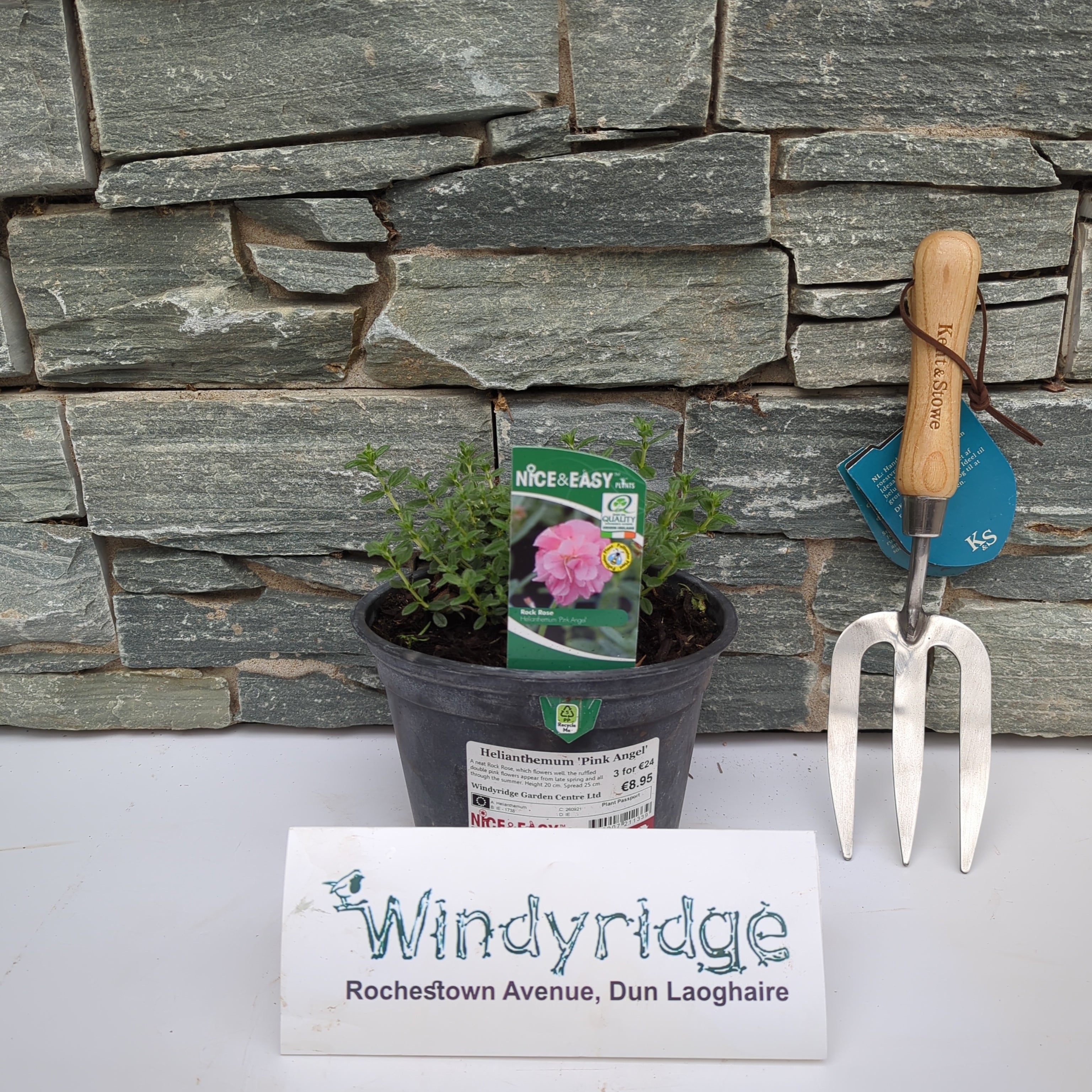 Helianthemum Pink Angel – Windyridge Garden Centre