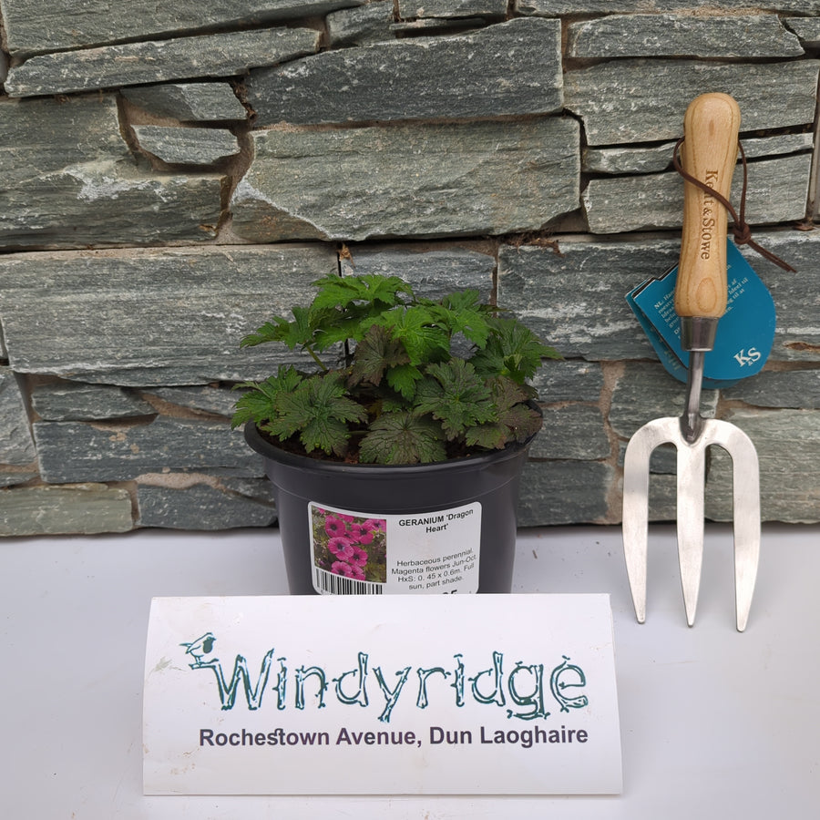 GERANIUM Dragon Heart 2lt – Windyridge Garden Centre