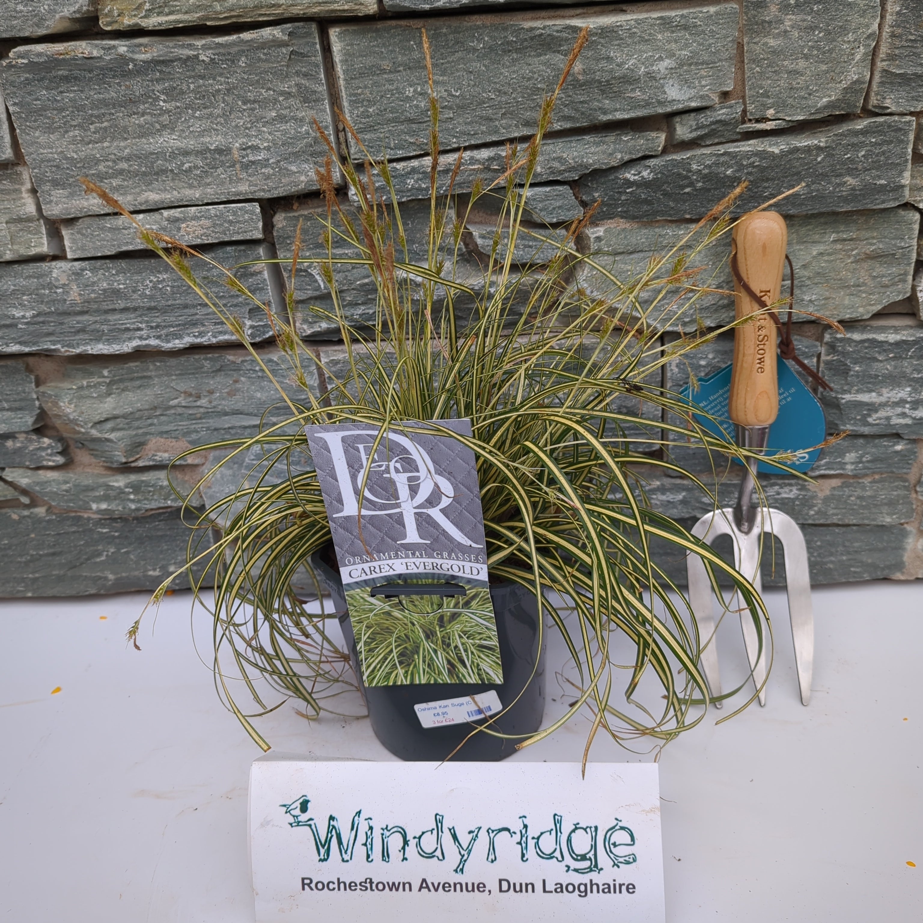 CAREX morrowii Evergold – Windyridge Garden Centre