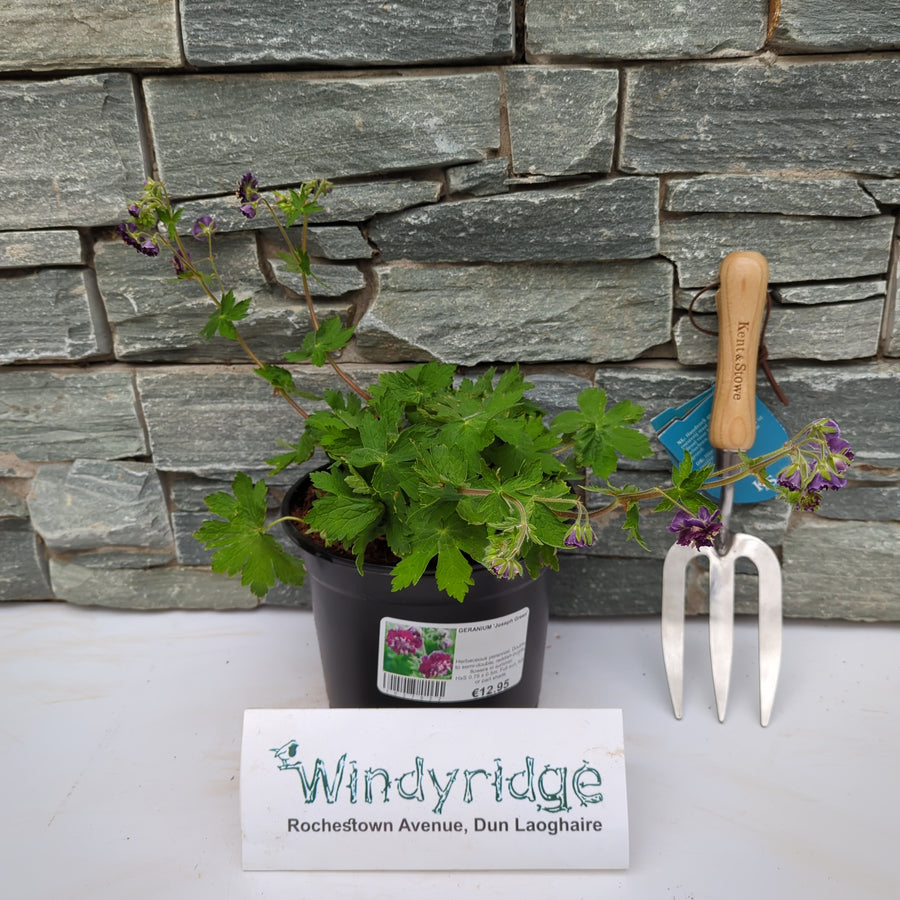 GERANIUM Joseph Green – Windyridge Garden Centre