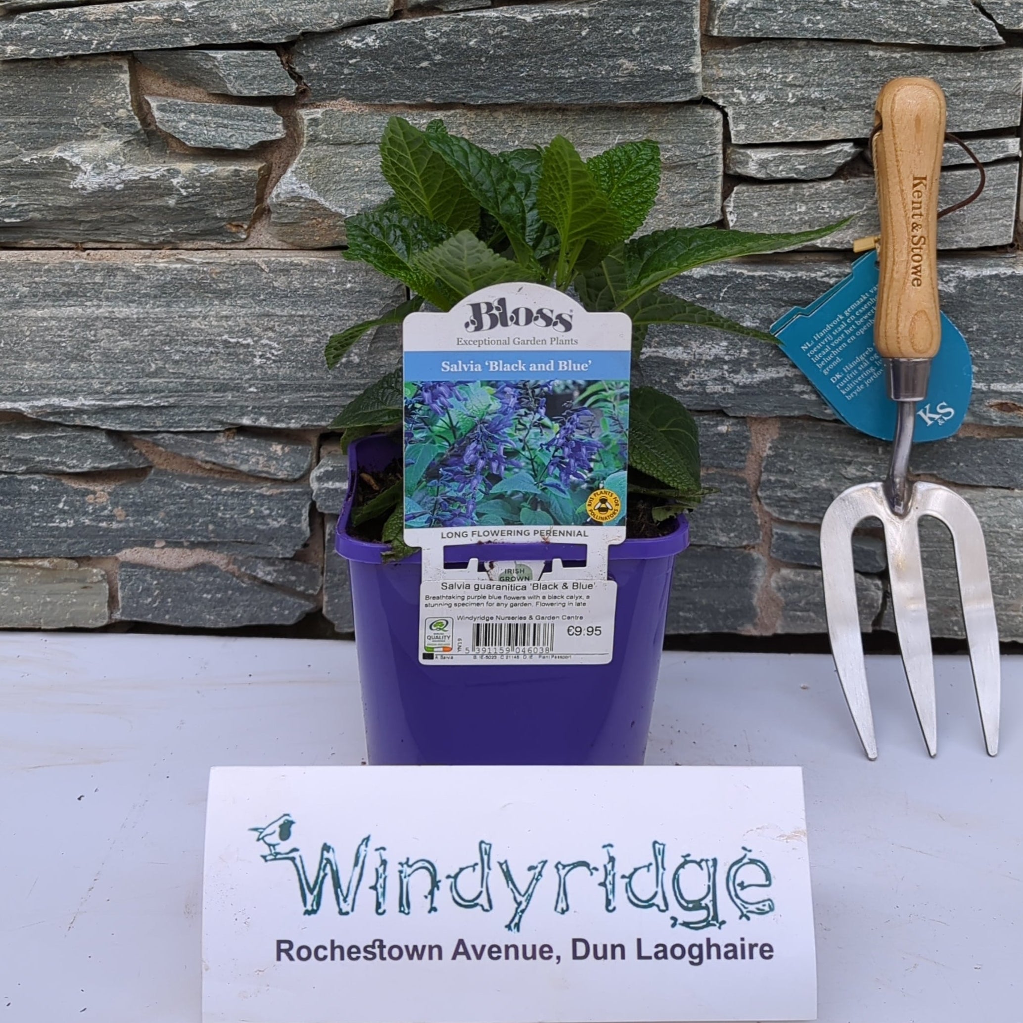 Salvia guaranitica Black & Blue 2L – Windyridge Garden Centre