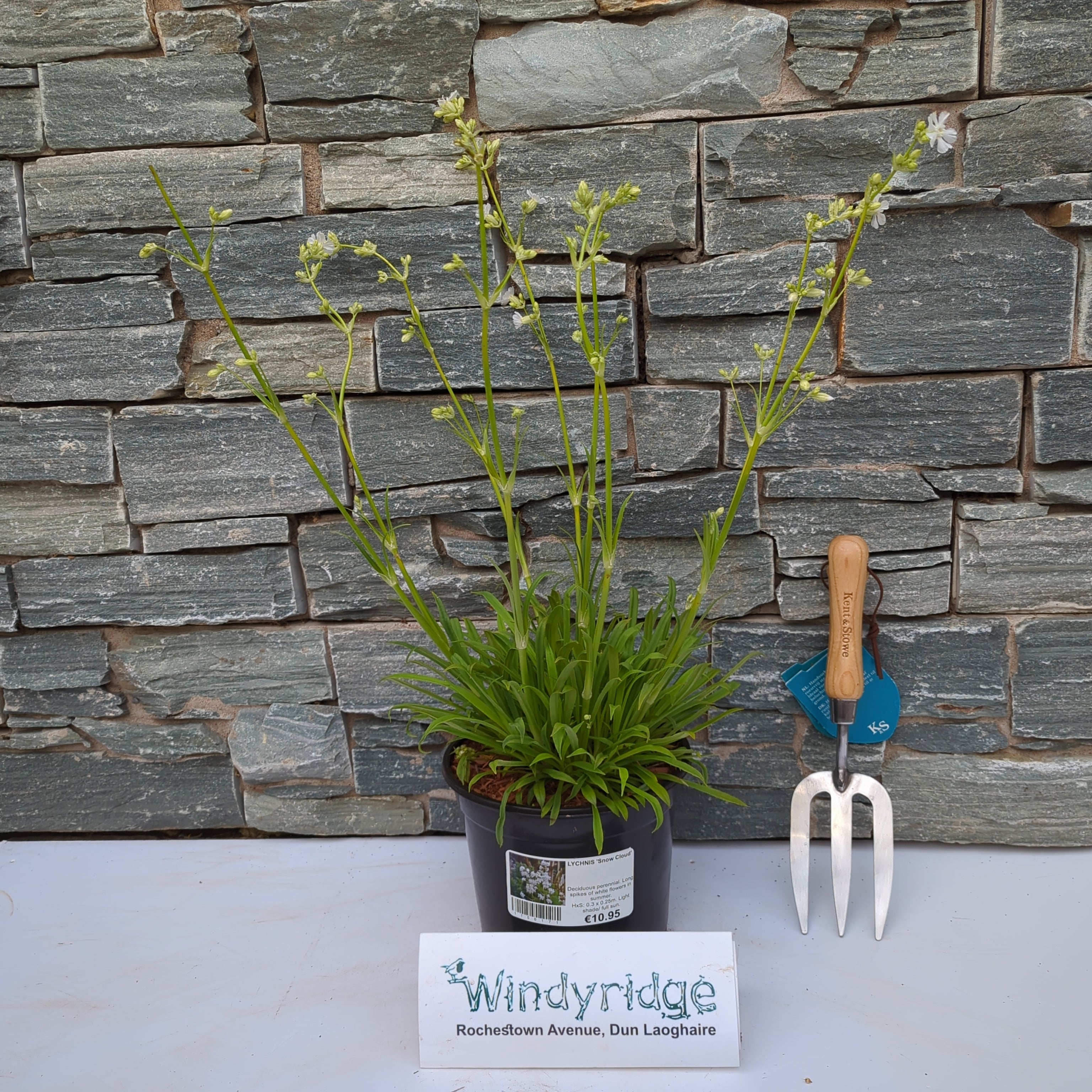 LYCHNIS Snow Cloud – Windyridge Garden Centre