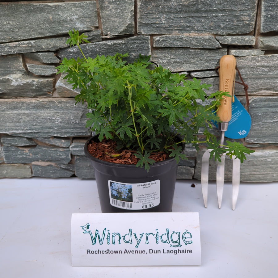 Buy Geranium Sang. Album Online | Windyridge Garden Centre – Windyridge ...