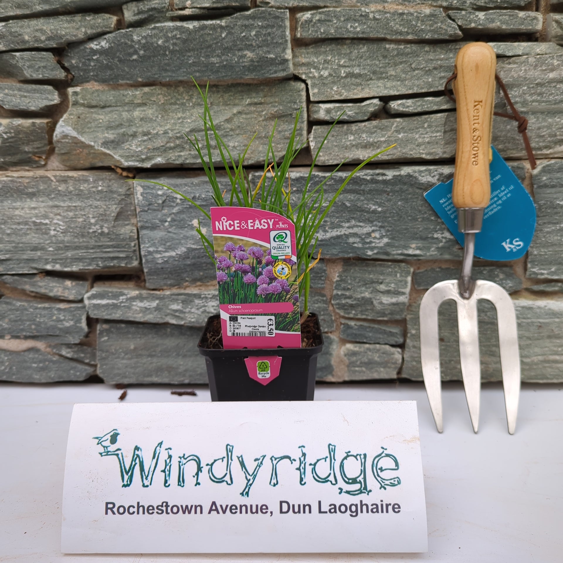 Evergreen / Semi- Evergreen Climbers – Windyridge Garden Centre