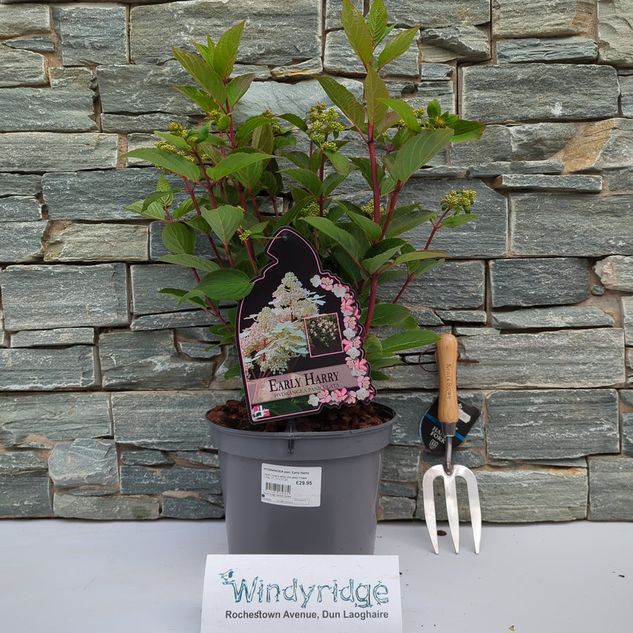 HYDRANGEA pan. Early Harry – Windyridge Garden Centre