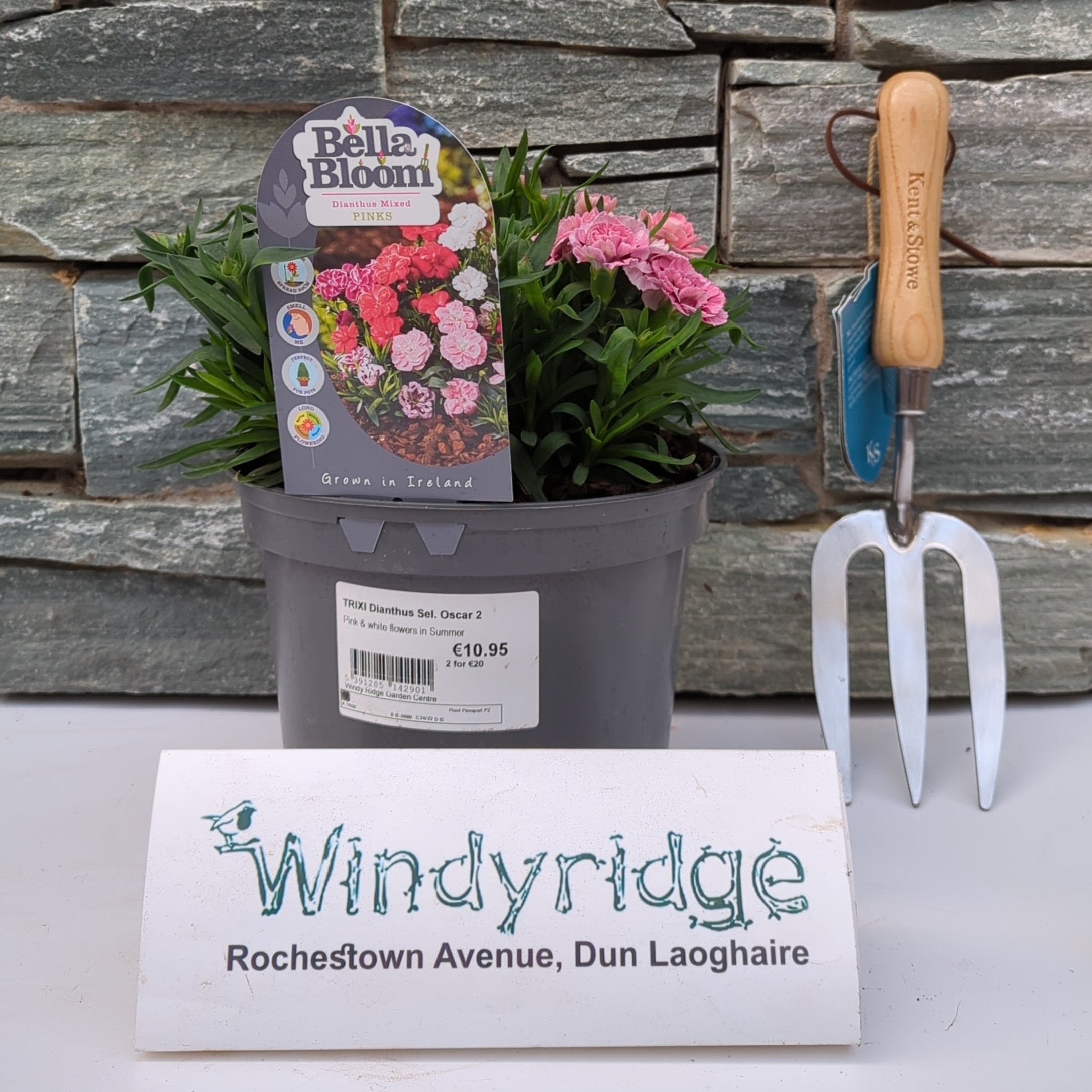 TRIXI Dianthus Sel. Oscar 2 – Windyridge Garden Centre