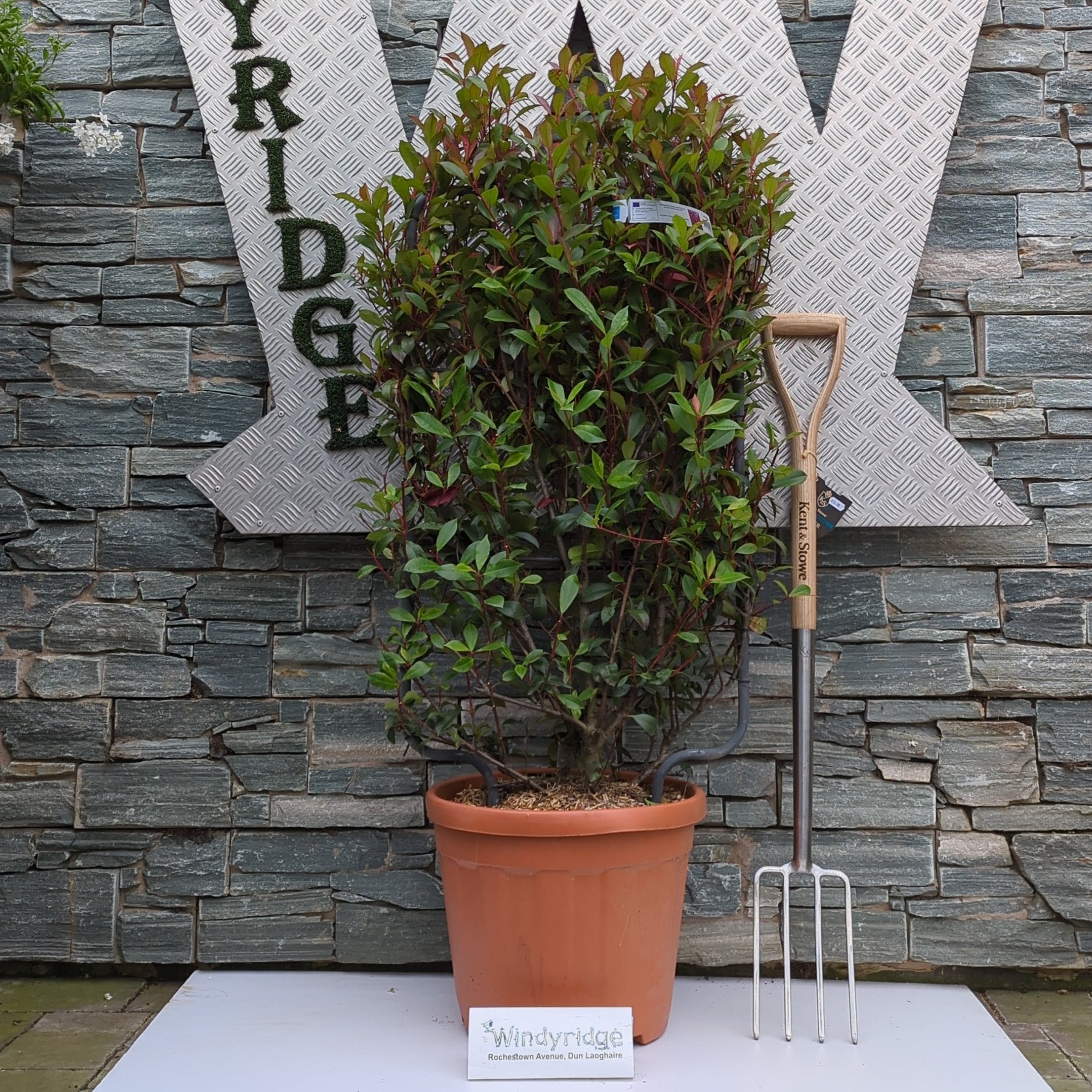 PHOTINIA SERR. RED ROBIN COMPATTA CLT 30 SPALLIERA IN METALLO 85 X 50 ...