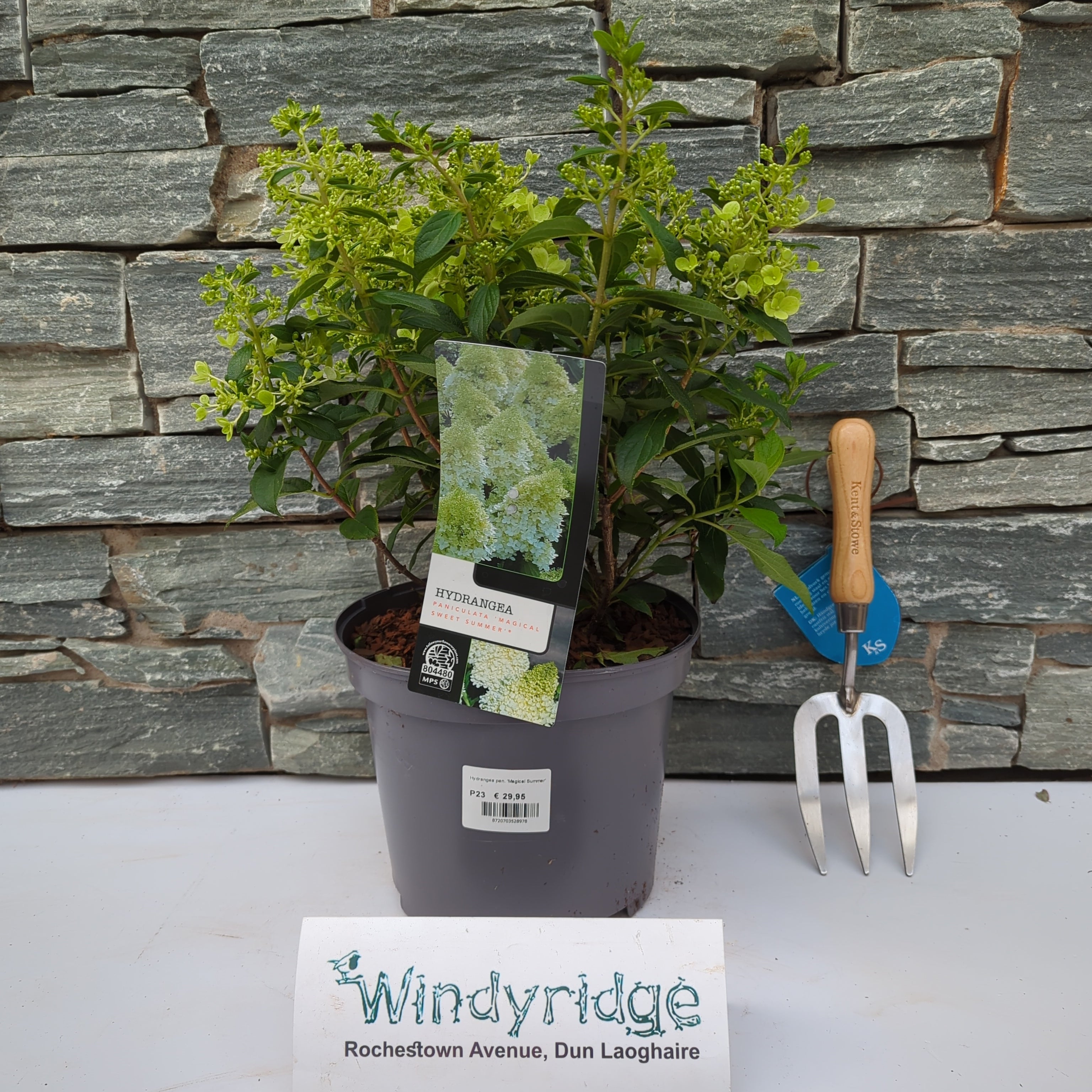 Hydrangea paniculata Sweet summer – Windyridge Garden Centre